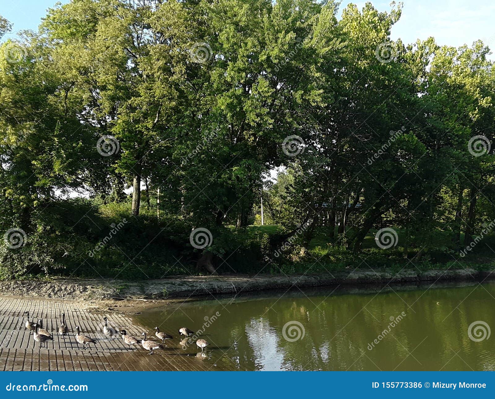 At the River stock photo. Image of water, treeline, river - 155773386