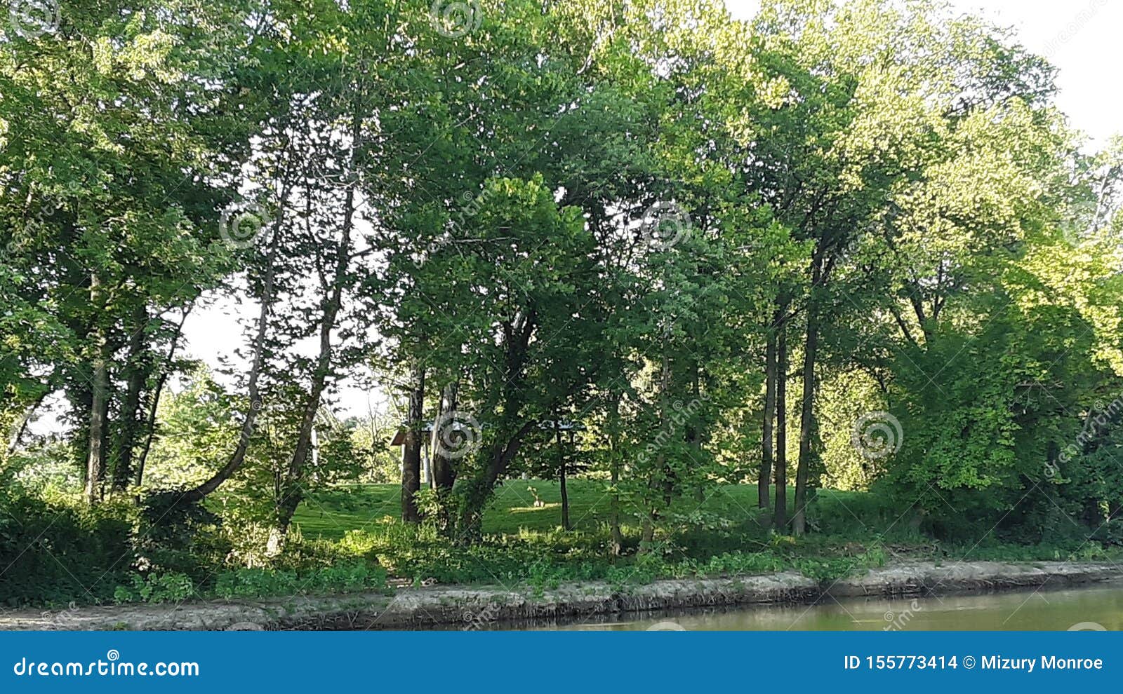 At the River stock photo. Image of treeline, shore, water - 155773414