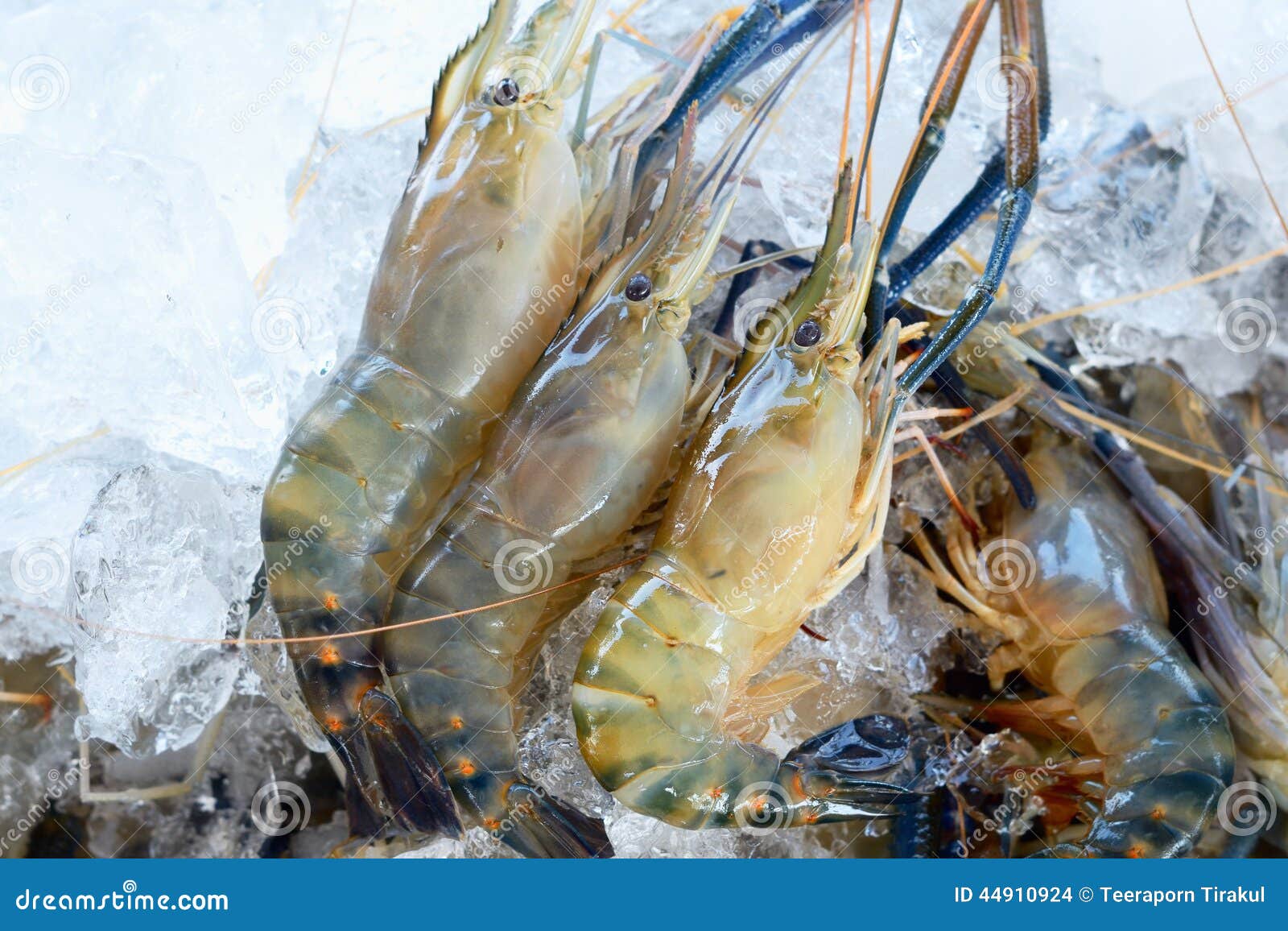 River Shrimp common on ice stock photo. Image of fish - 44910924