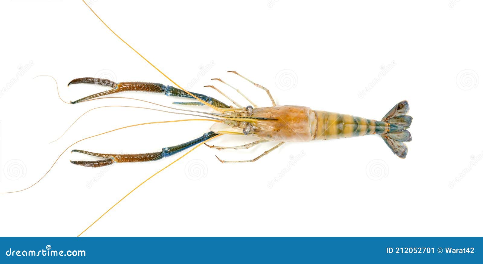 Macrobrachium Rosenbergii