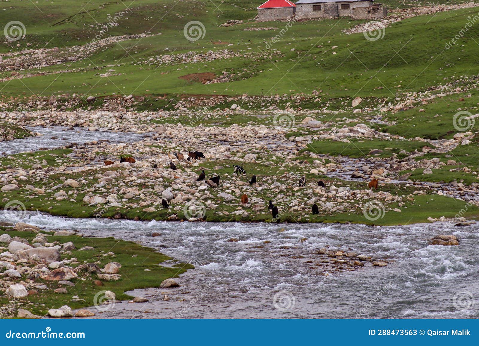 River side of babusar pass stock image. Image of grass - 288473563