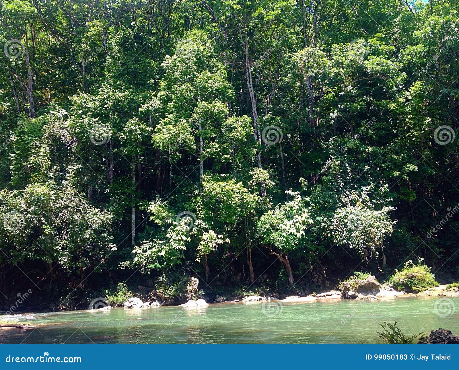 River side forest stock image. Image of bohol, philippines - 99050183