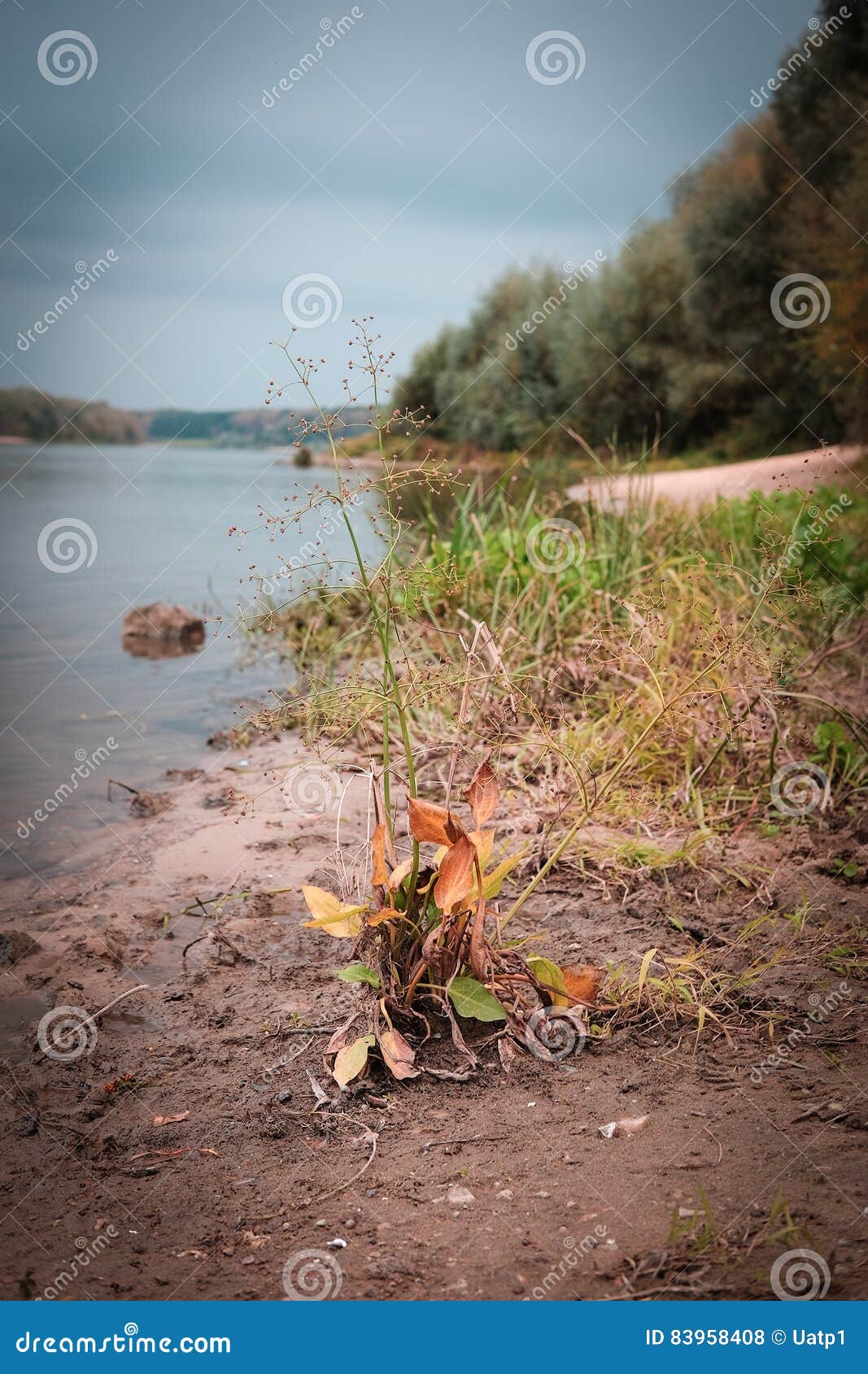 River side stock photo. Image of nature, pond, side, spring - 83958408