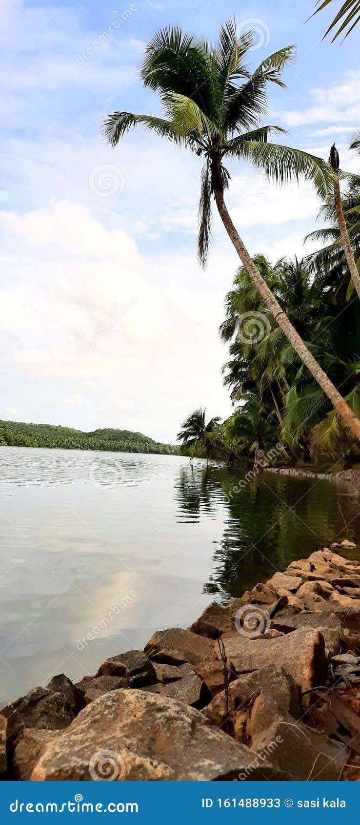 River side stock image. Image of side, natural, tree - 161488933