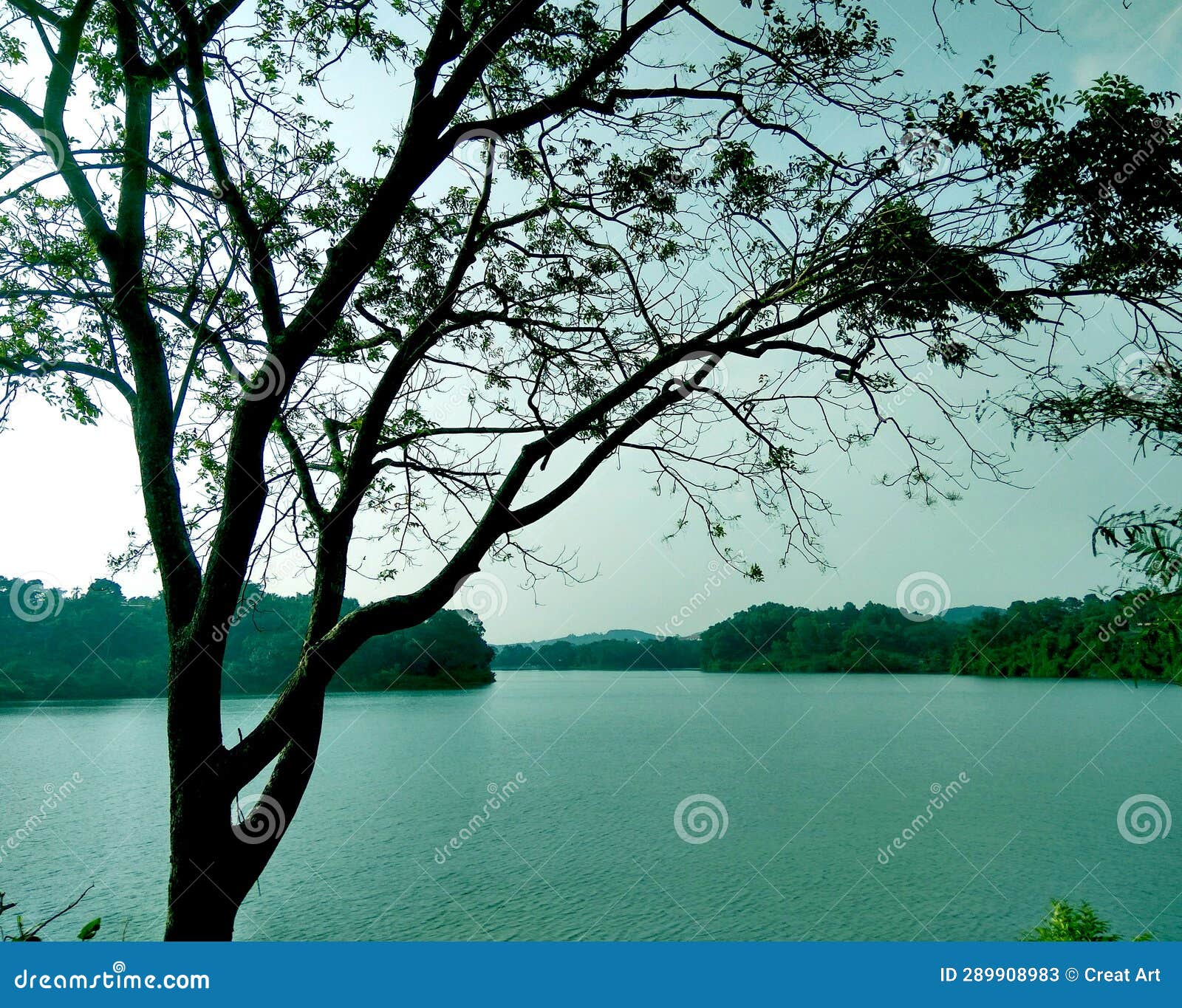 River side tree stock image. Image of blue, ecology - 289908983