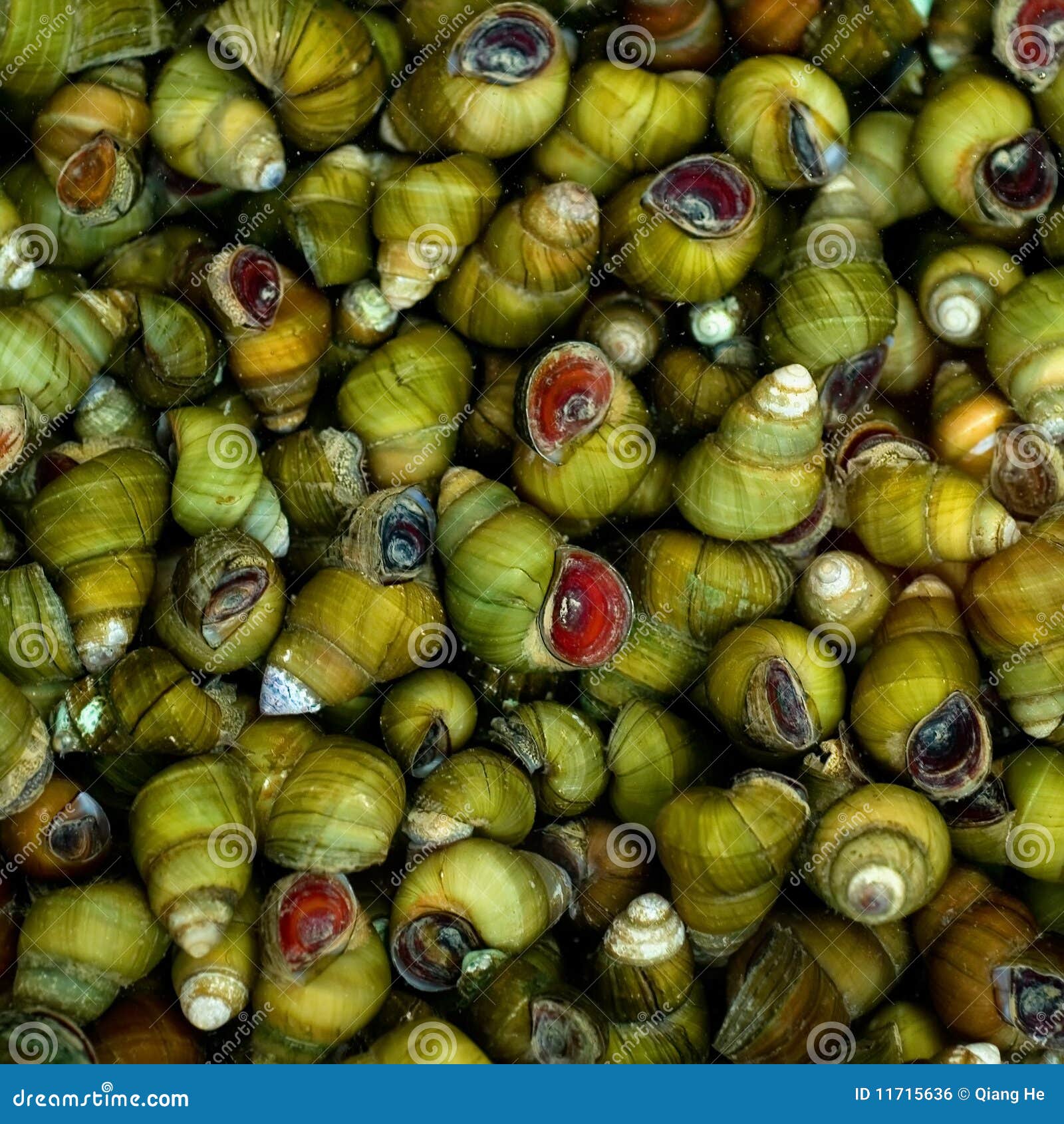 River Snail stock photo. Image of margarya, nature, fresh - 11715636