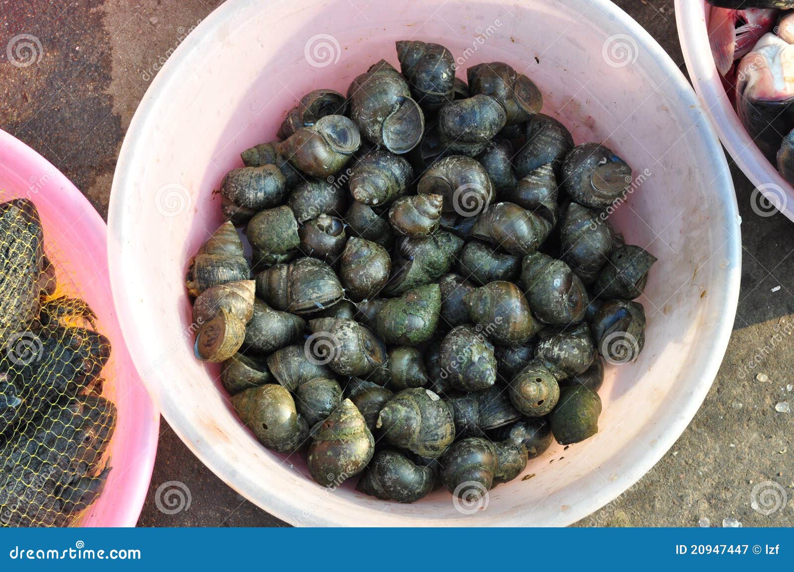 River snail stock image. Image of shop, retail, bullfrog - 20947447