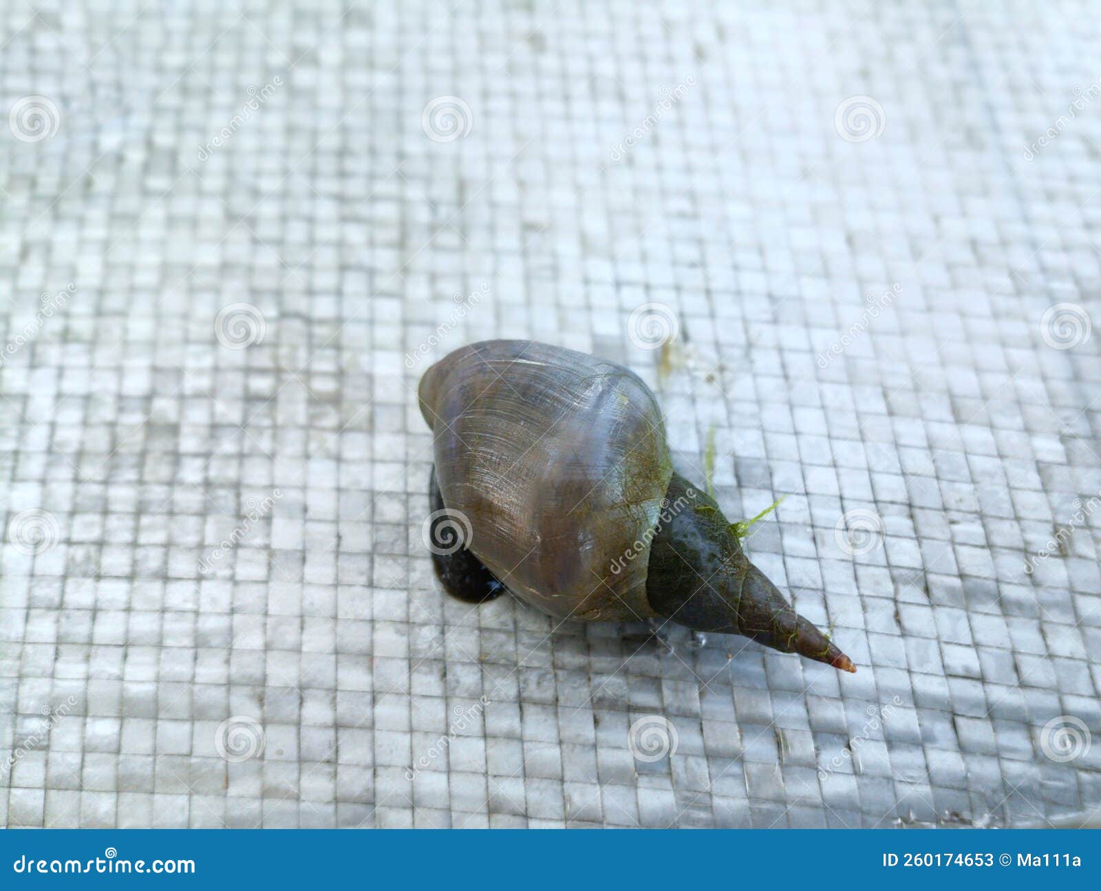 River Snail with Green Algae on a Shell on a Gray Surface. Stock Image - Image of pond, cretaure ...