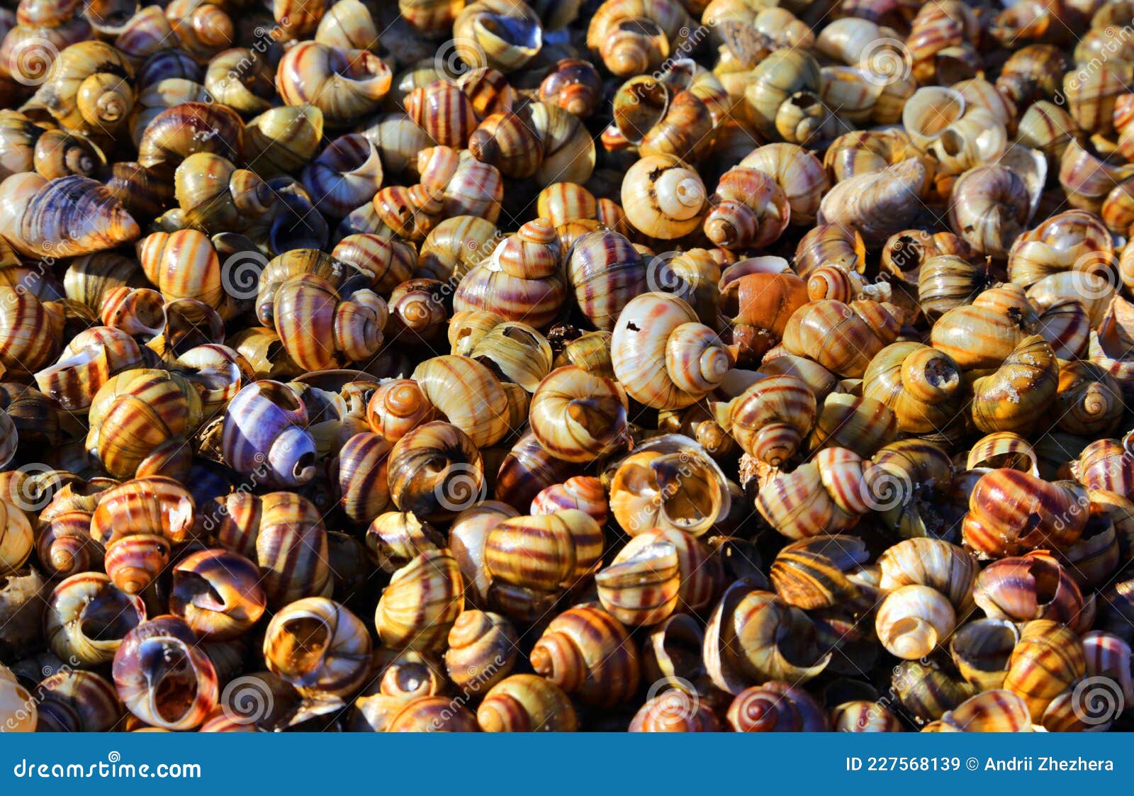 River Snail Shells Viviparus Contectus on a Sandy Beach Stock Image ...