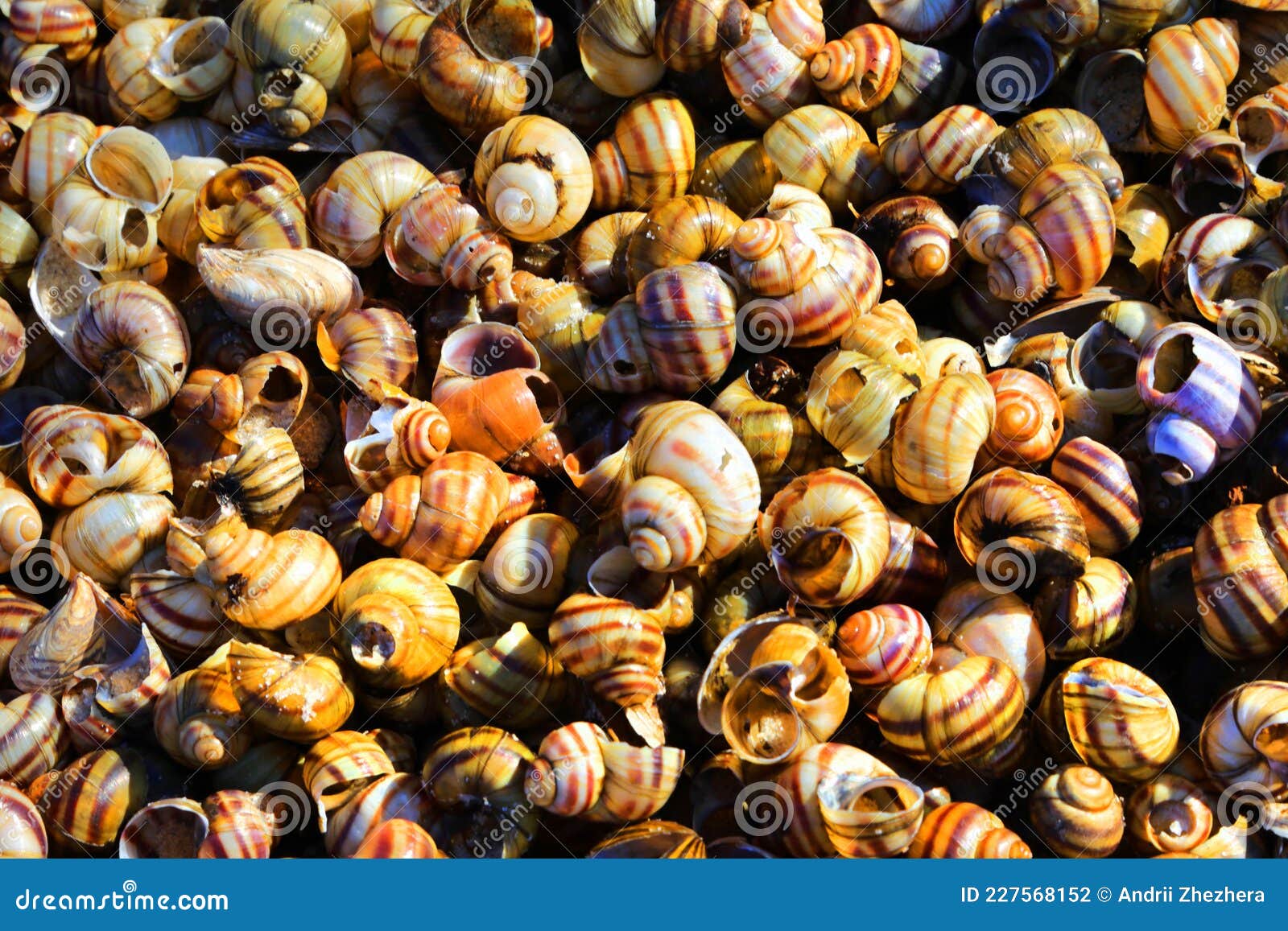 River Snail Shells Viviparus Contectus on a Sandy Beach Stock Photo ...