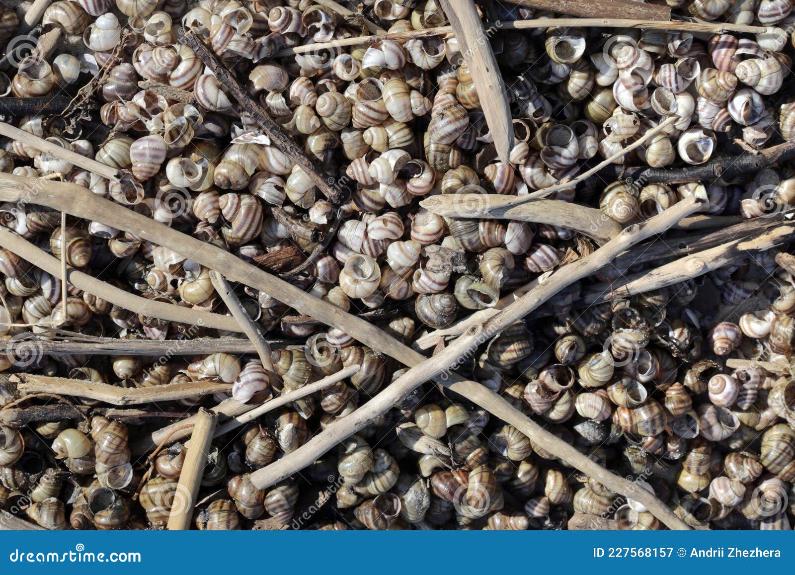 River Snail Shells Viviparus Contectus on a Sandy Beach Stock Image ...