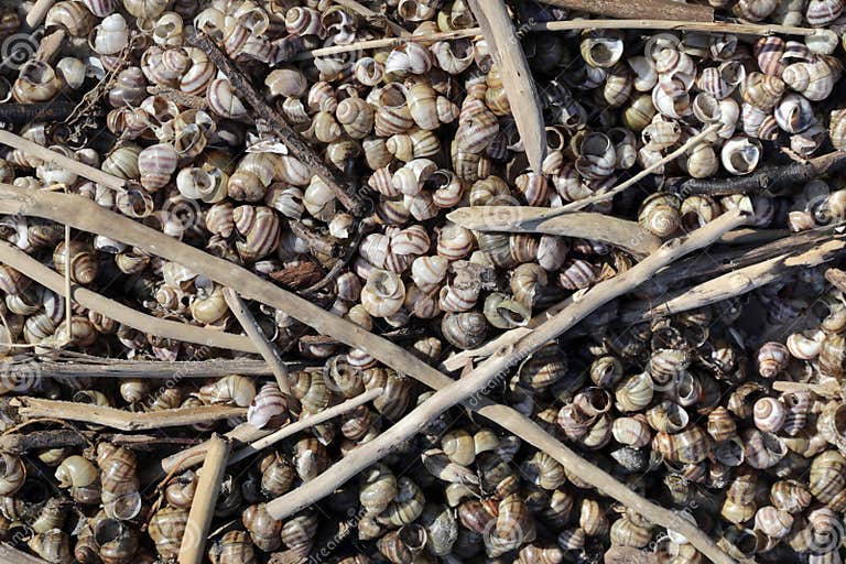 River Snail Shells Viviparus Contectus on a Sandy Beach Stock Image ...