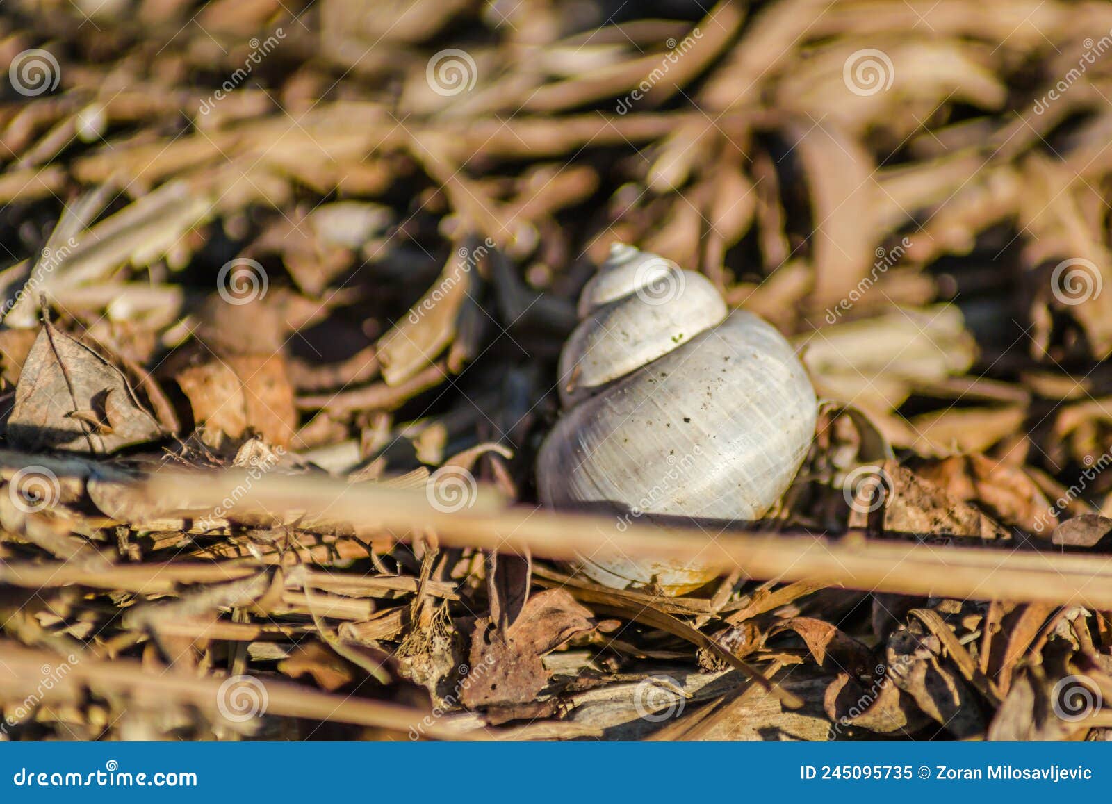 River Snail Shells on Wet Grass Stock Image - Image of macro, river ...