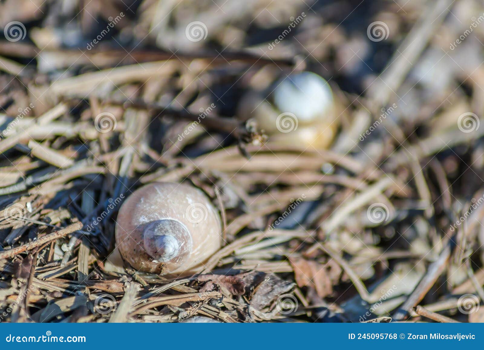 River Snail Shells on Wet Grass Stock Photo - Image of natural, morning ...