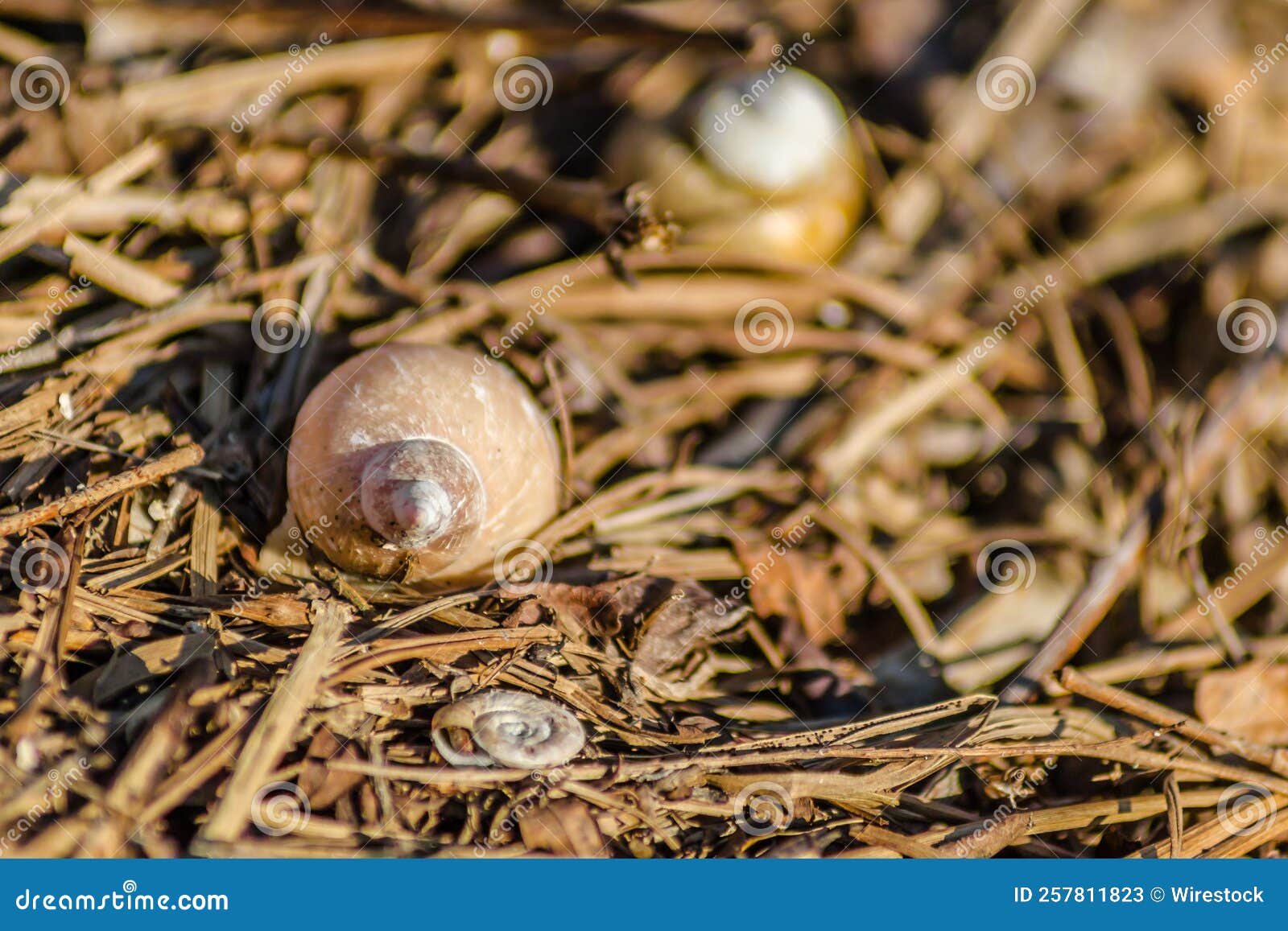 River Snail Shells on Wet Grass. Stock Image - Image of beautiful ...