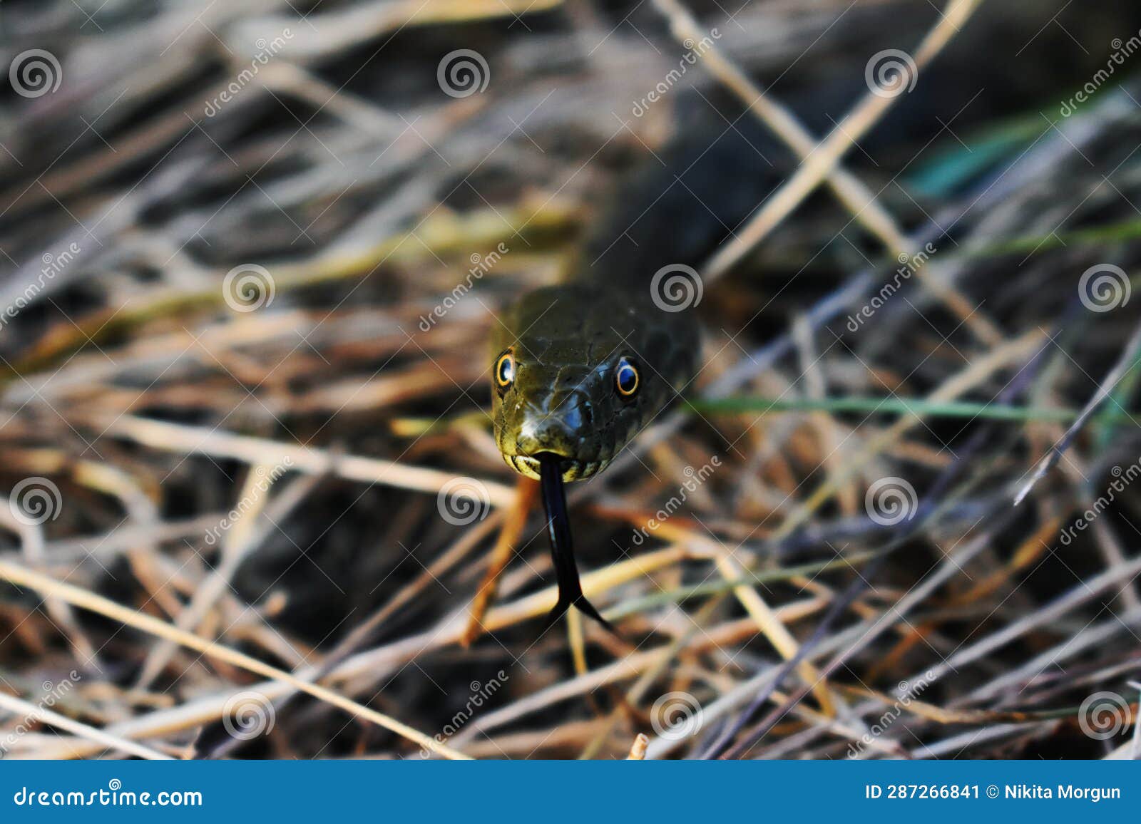 River snake stock image. Image of animal, river, leaf - 287266841