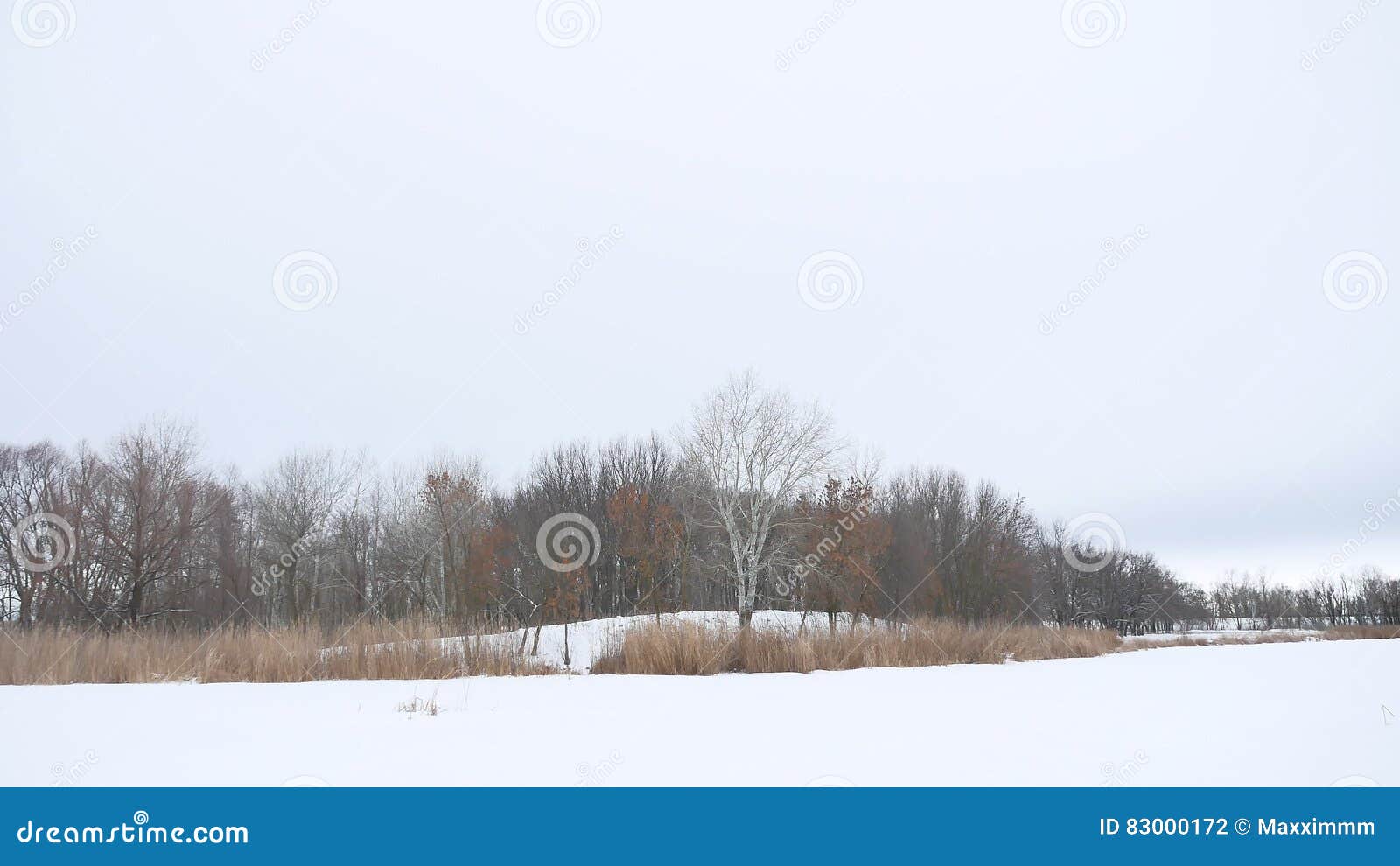 River Snow Dry a Grass and Trees Nature Beautiful Winter Landscape ...