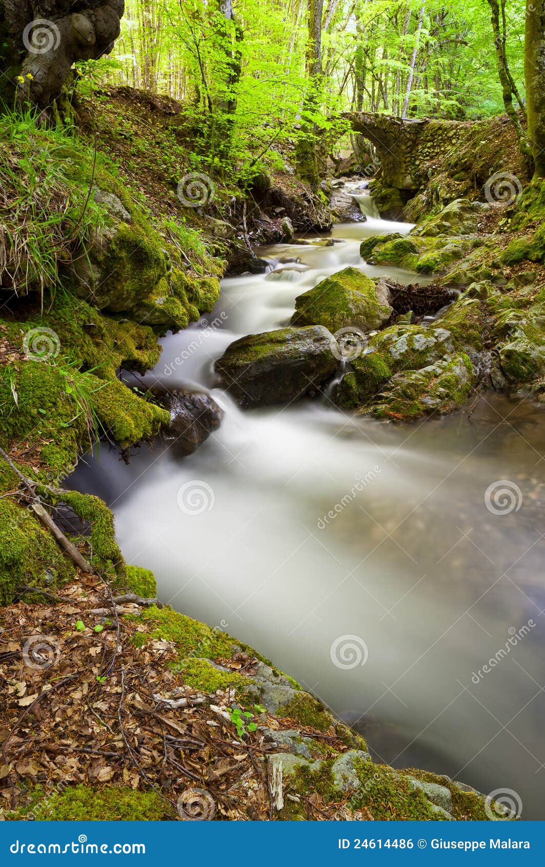 The river in the spring. stock photo. Image of creek - 24614486