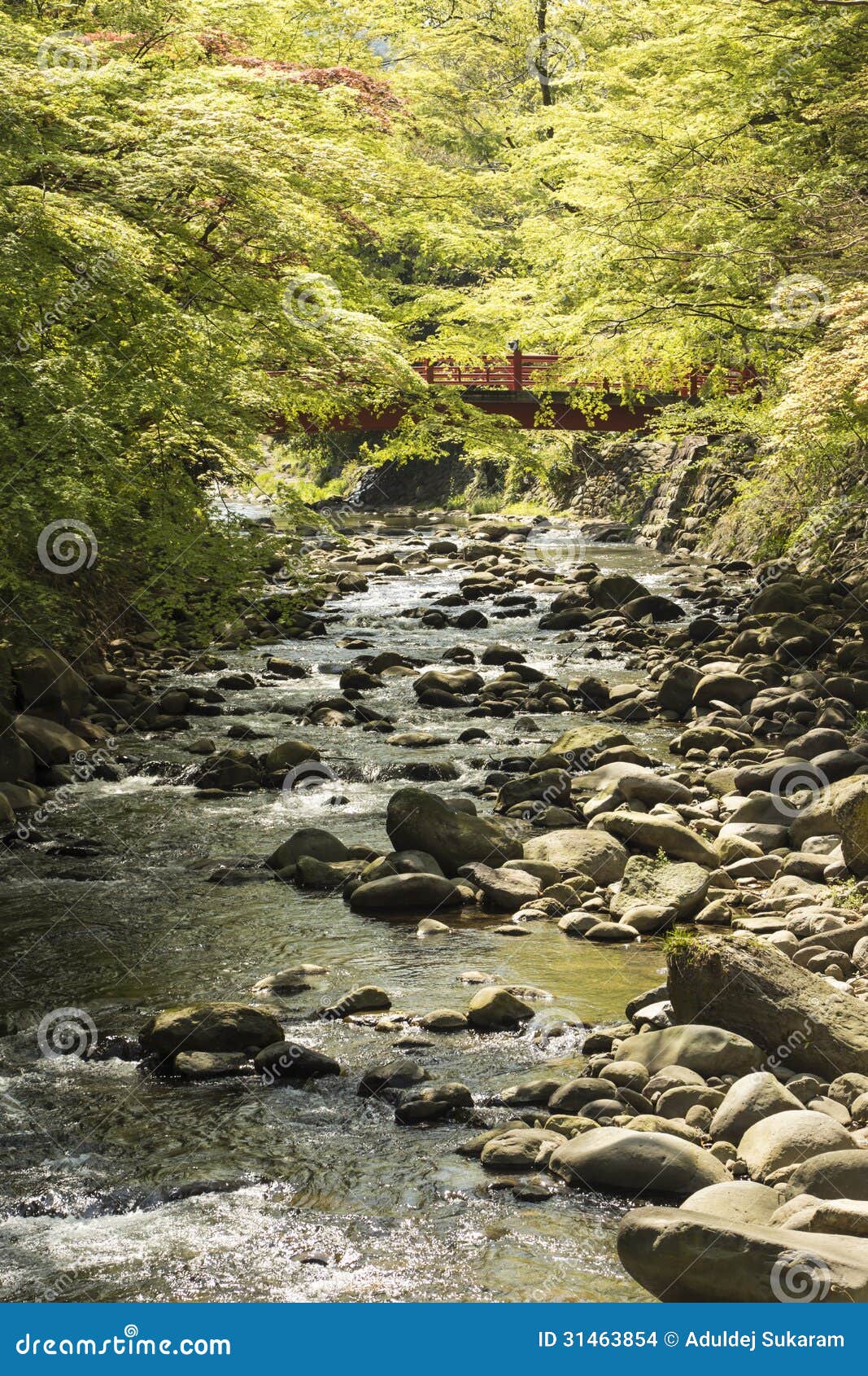 River in spring time stock photo. Image of branches, fresh - 31463854