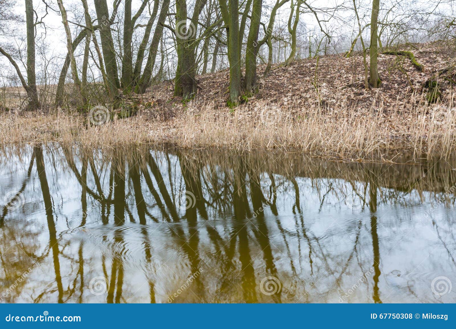 River in Springtime Forest in Poland Stock Photo - Image of plants ...