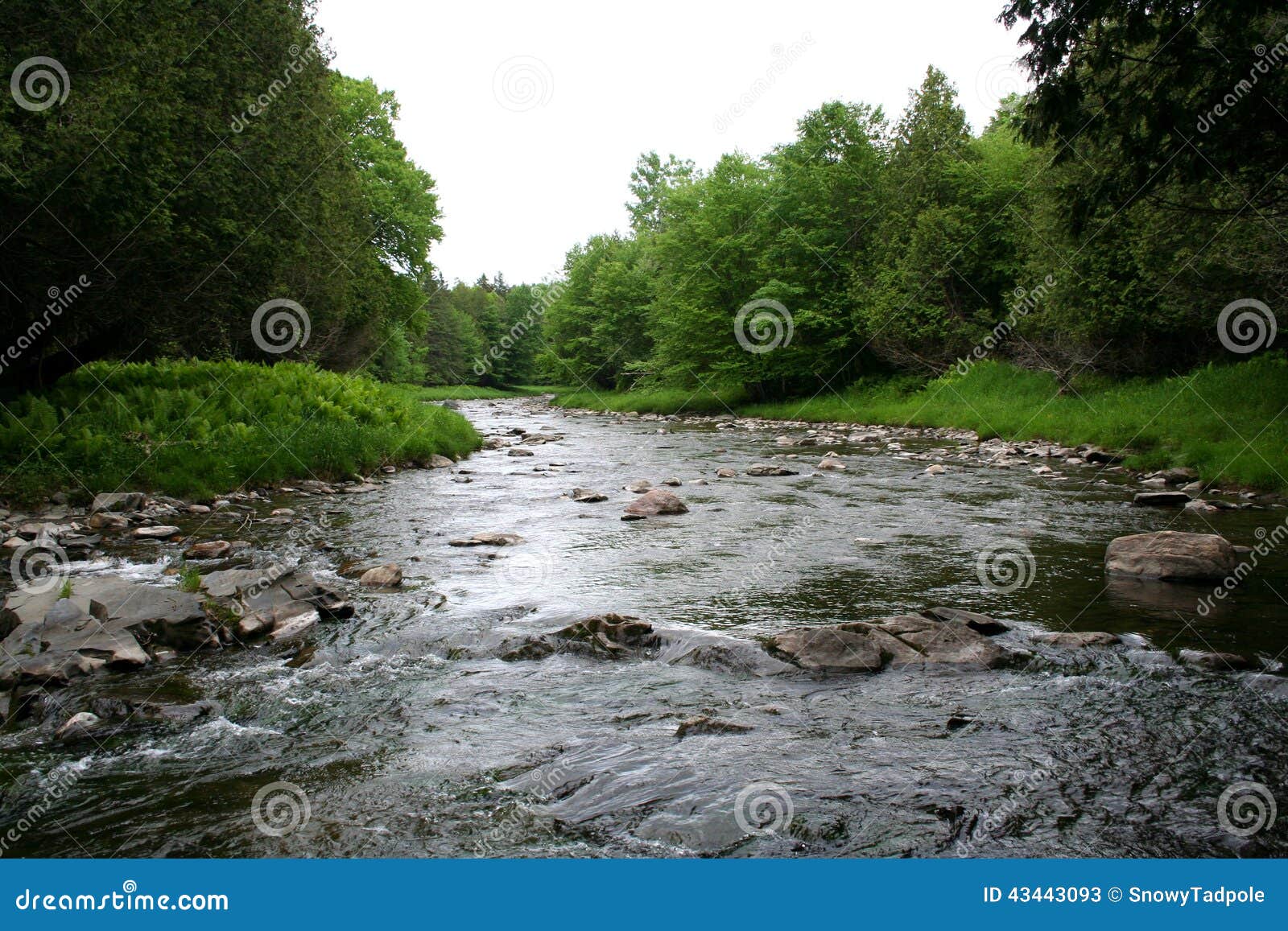 The River stock image. Image of townships, woods, clean - 43443093