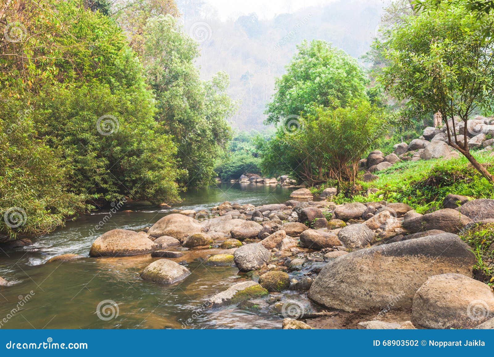River Stone Tree Forest Beautiful Nature Asi Stock Photos - Free ...