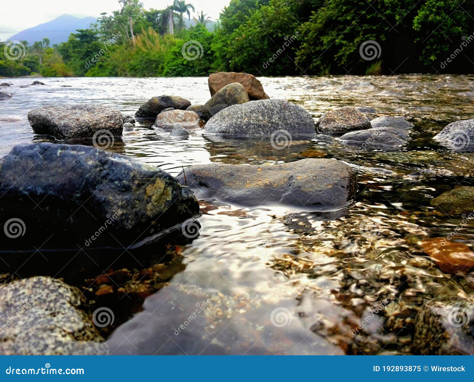 River with Stones in a Forest Stock Image - Image of outdoors, outdoor ...