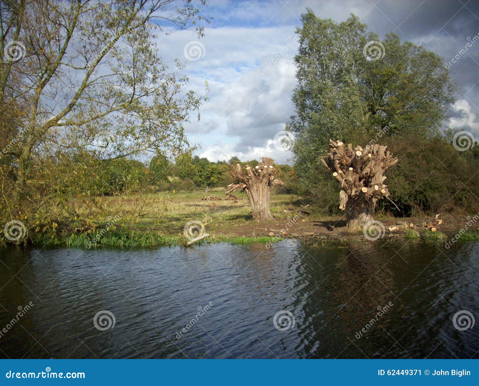 Pollarded Willow Trees by River Stock Image - Image of pollard, willow ...