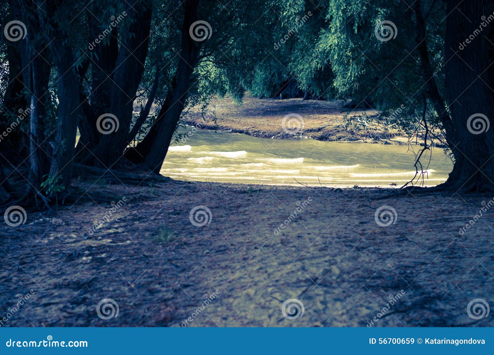 River strand stock image. Image of strand, flowing, tree - 56700659