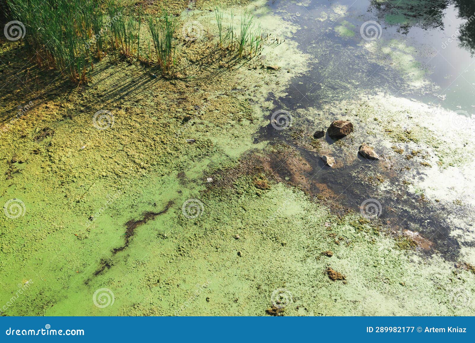 River Stream Became Polluted Swamp with Bog and Oil Secondary ...