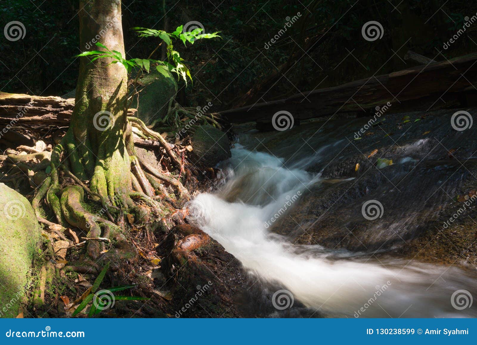 A River Stream Flowing through a Tree Root Stock Image - Image of area ...