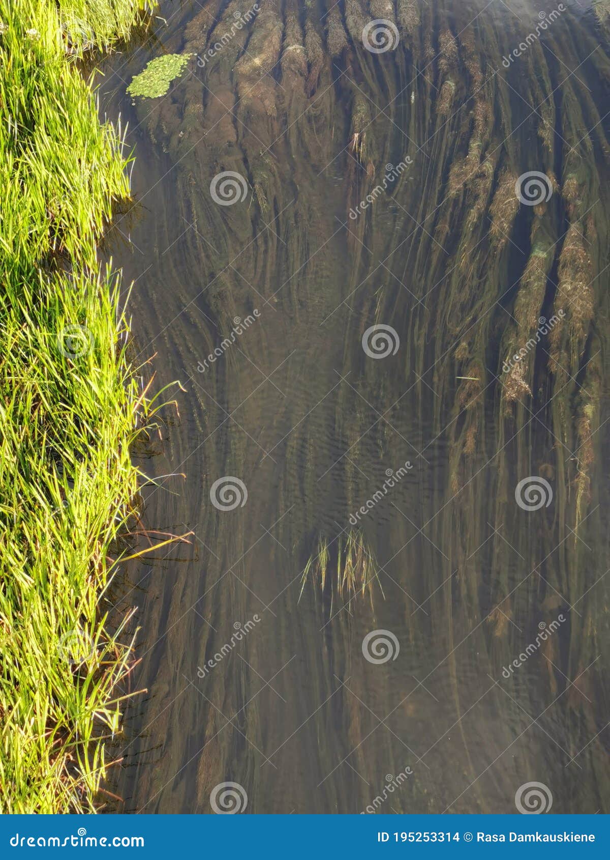River Stream and Grass Growing at the Bottom. Stock Photo - Image of ...