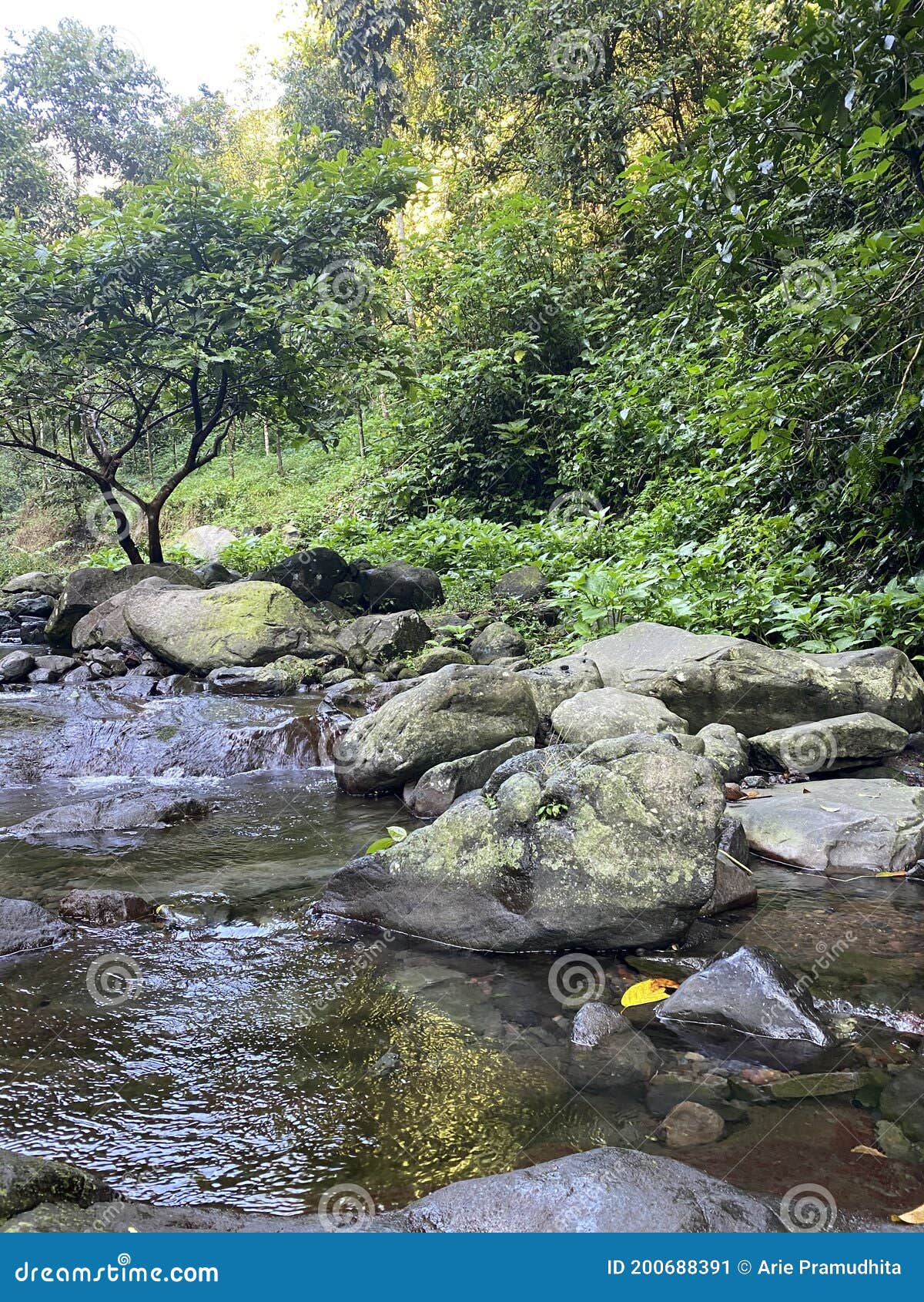 River Stream in the Morning Stock Image - Image of tree, wilderness ...