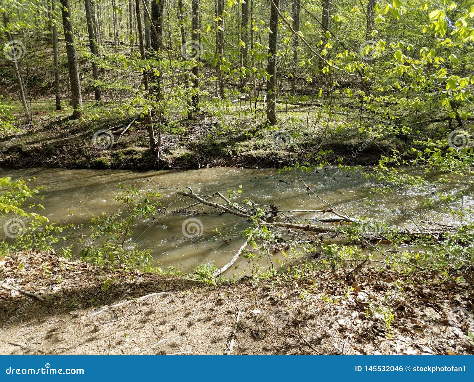 River or Stream with Mud and Trees in Forest Stock Photo - Image of ...