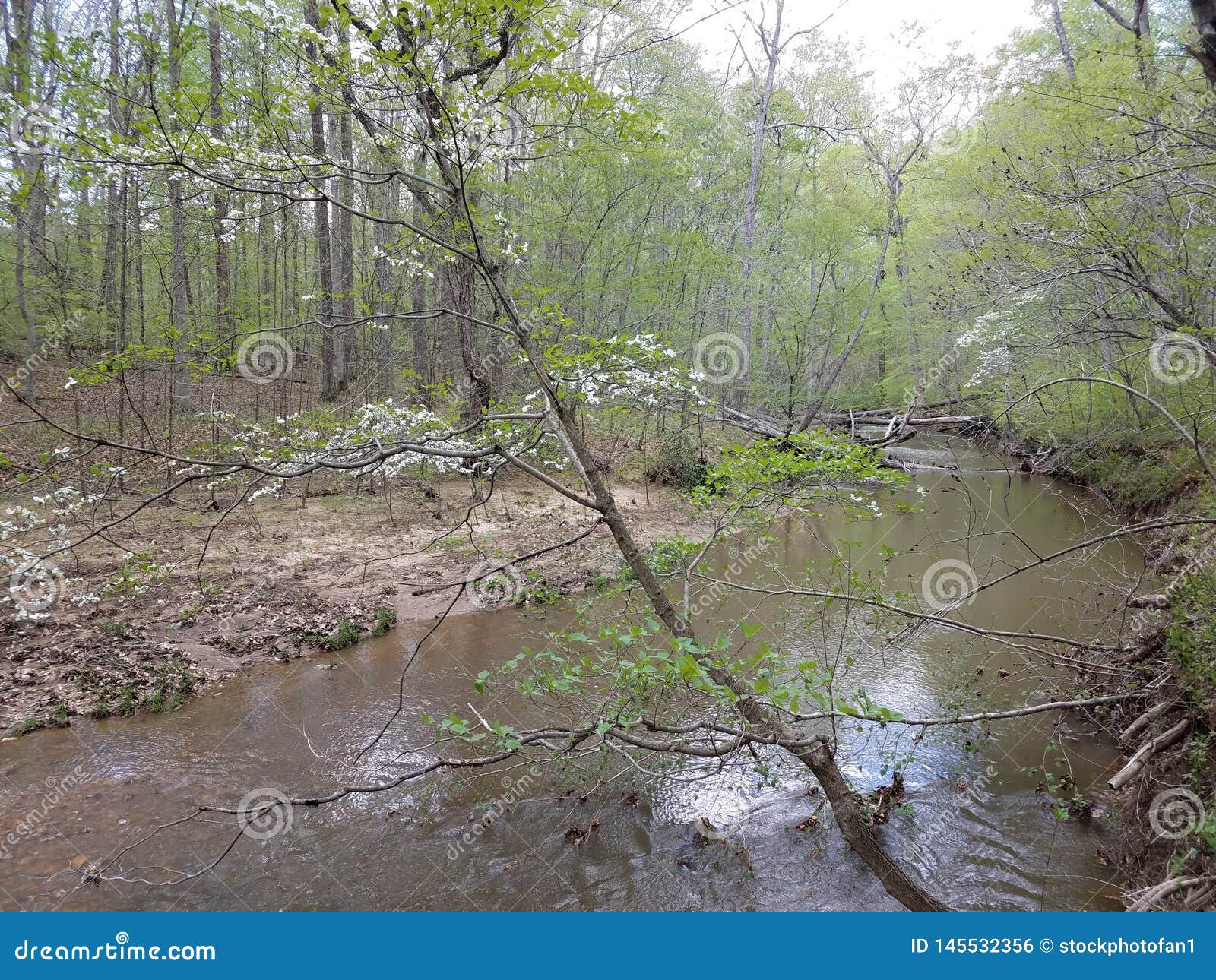 River or Stream with Mud and Trees in Forest Stock Photo - Image of ...