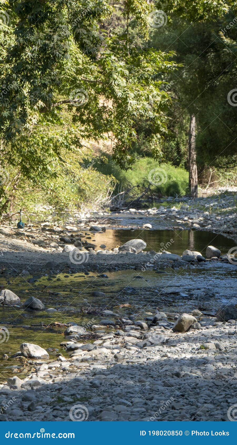 Stream Under Canopy of Trees Stock Photo - Image of algae, leaves ...