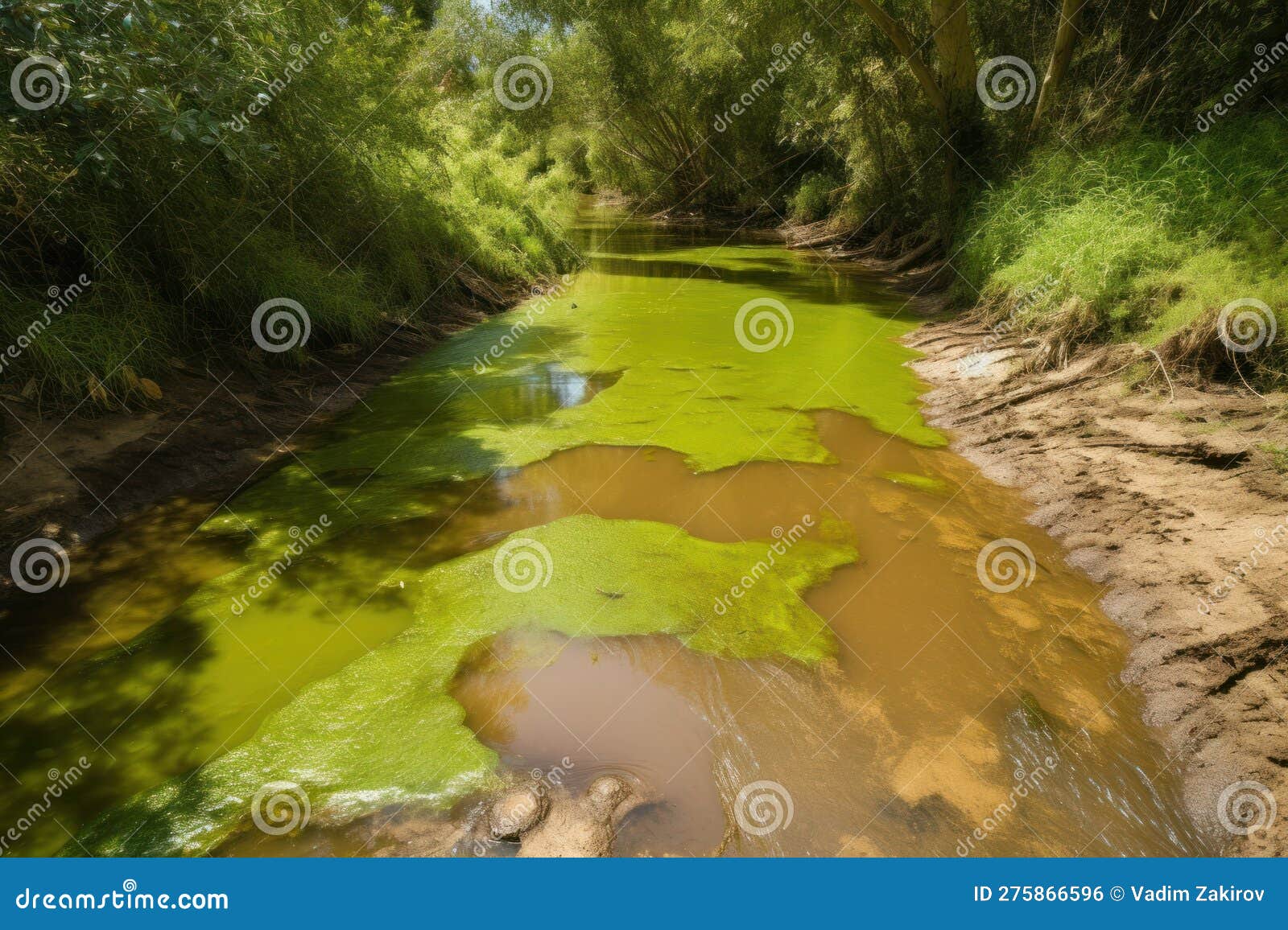River or Stream with Stagnant Water, As the Lack of Rainfall and ...
