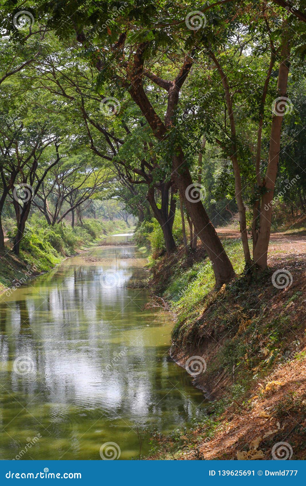 River Stream Surrounded by Trees Stock Image - Image of trees, nature ... River Stream Surrounded by Trees Stock Image - Image of trees, nature ...