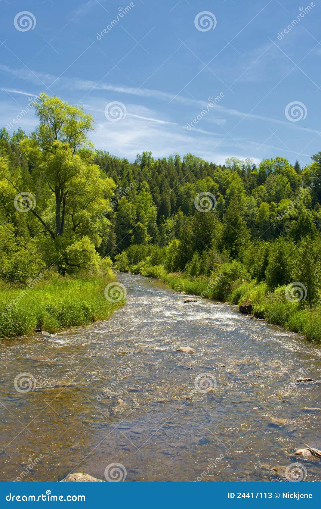 River Streaming through Forest Stock Image - Image of scenery, river ...