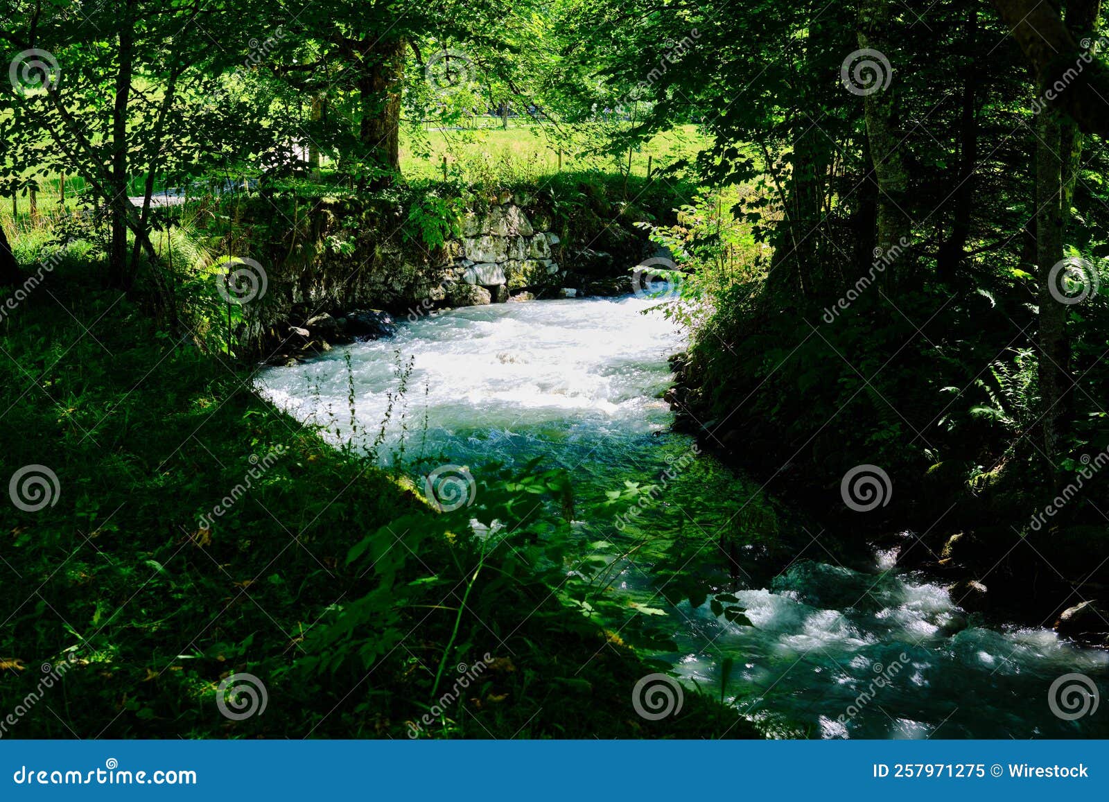River Streaming in the Middle of the Field Surrounded by Trees in ...