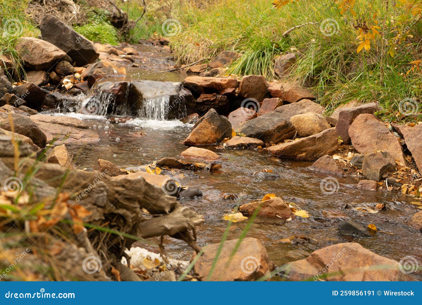River Streaming through a Park Stock Image - Image of foliage, nature ...