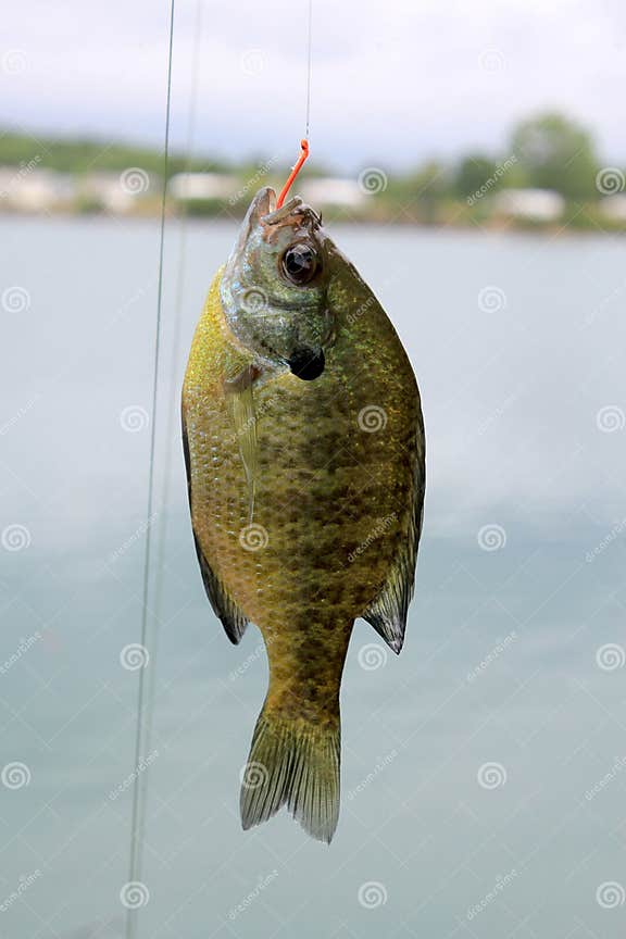 River sunfish on hook stock image. Image of passion, pleasure - 20879145