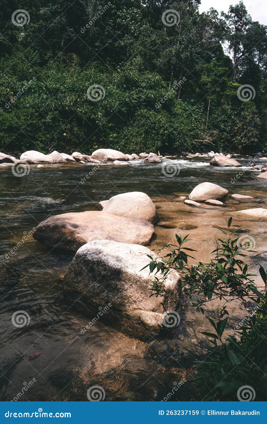 River at Sungai Kampar, Gopeng, Perak Stock Image - Image of forest ...