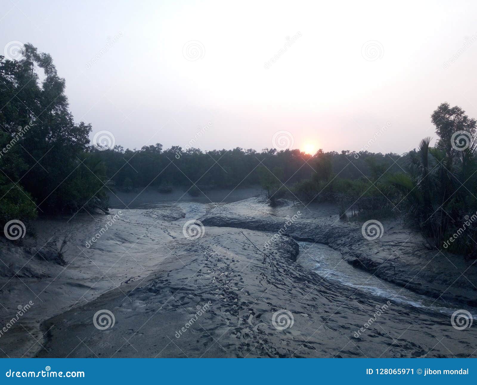 River, Sunset, Mangrove, Forest, Jungle, Red Sun Stock Image - Image of ...