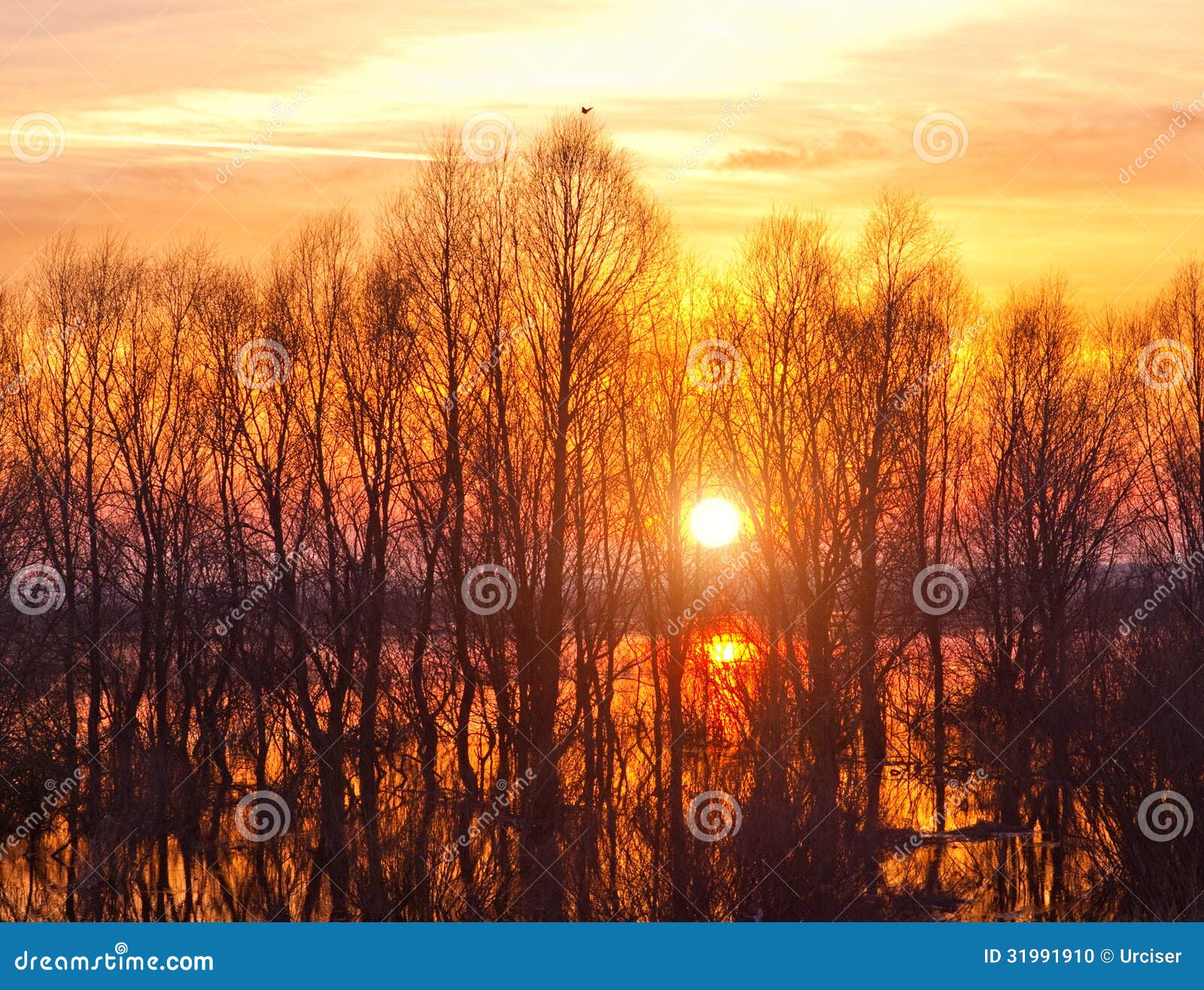 River at sunset stock photo. Image of fall, tree, lake - 31991910