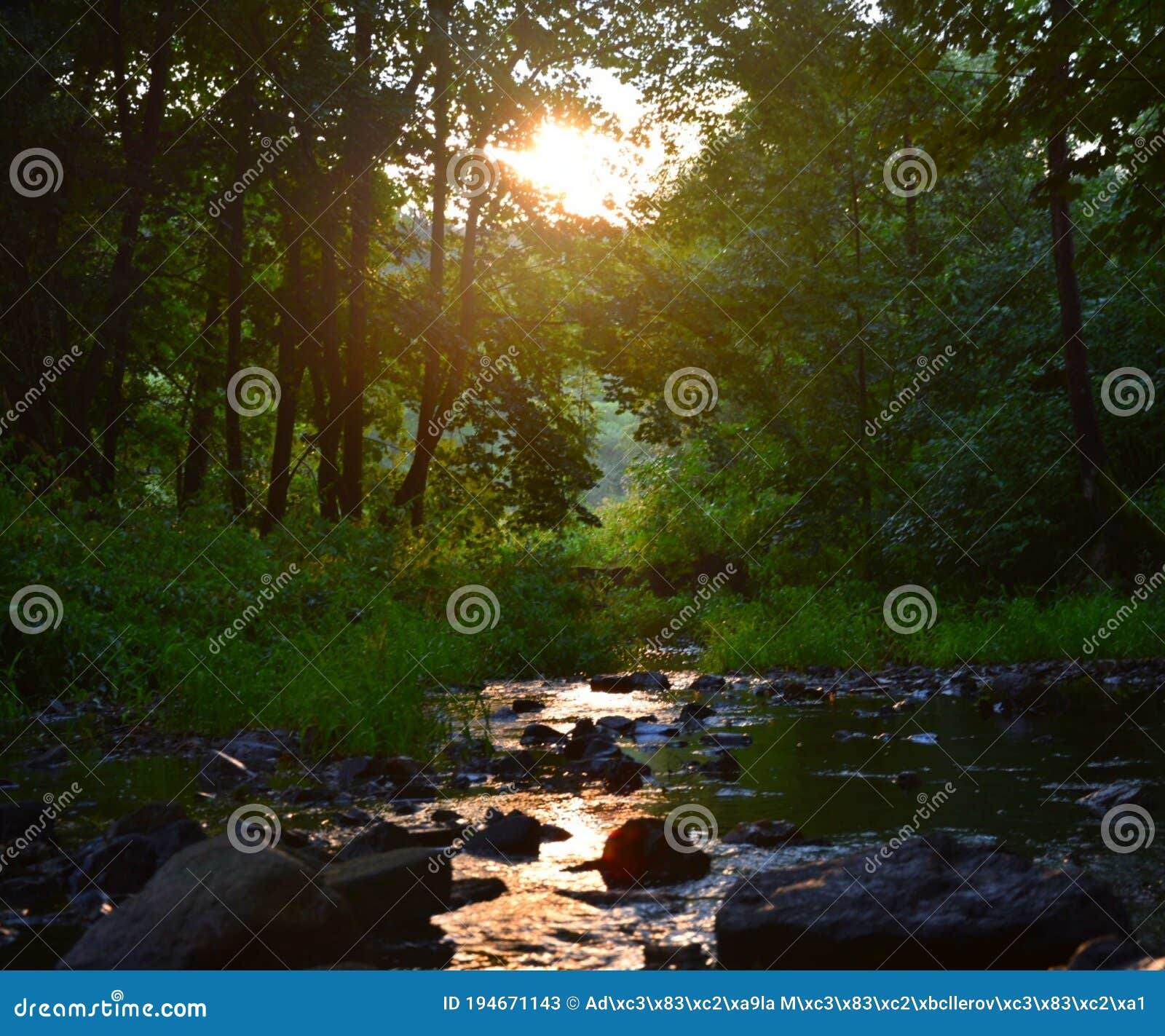 River in forest stock image. Image of nature, river - 194671143