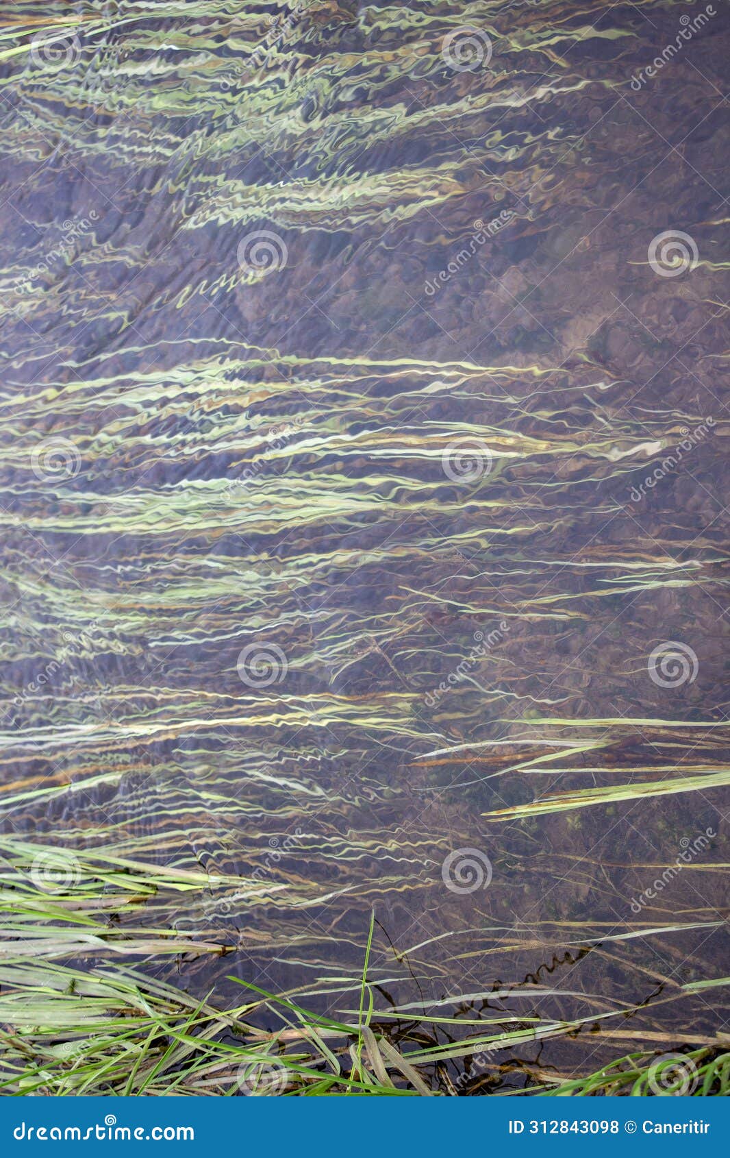 River Surface with Reeds and Algae. Green Grass in the Water of a Small ...