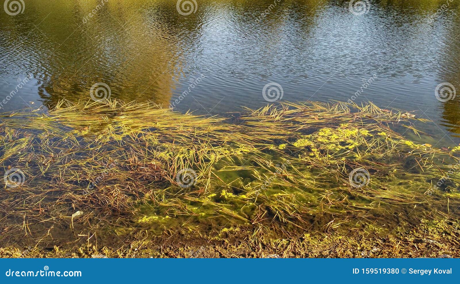 River surface stock photo. Image of river, tina, riversurface - 159519380