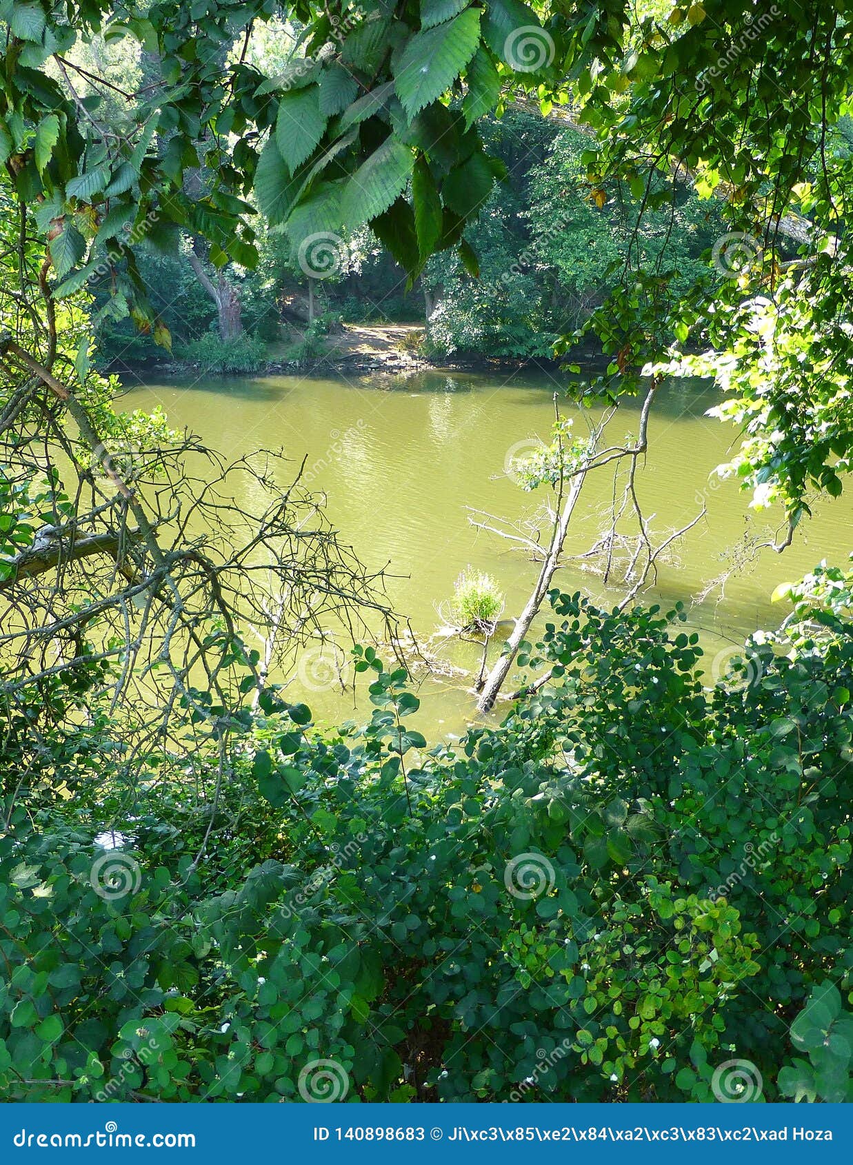 River Surrounded by Branches of Various Trees Stock Image - Image of ...