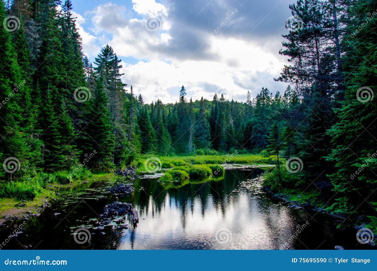 River Surrounded by Conifers Stock Photo - Image of river, pine: 75695590